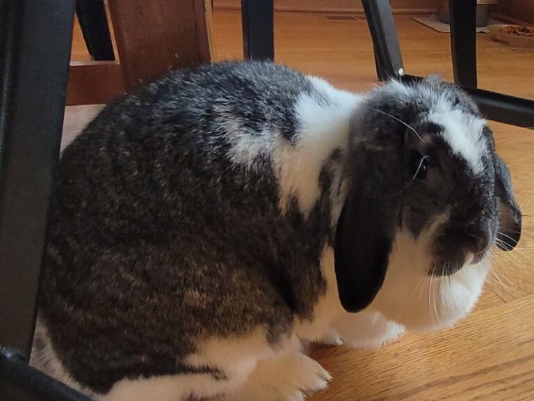 Miss Cuddles – ADOPTED | MOHRS